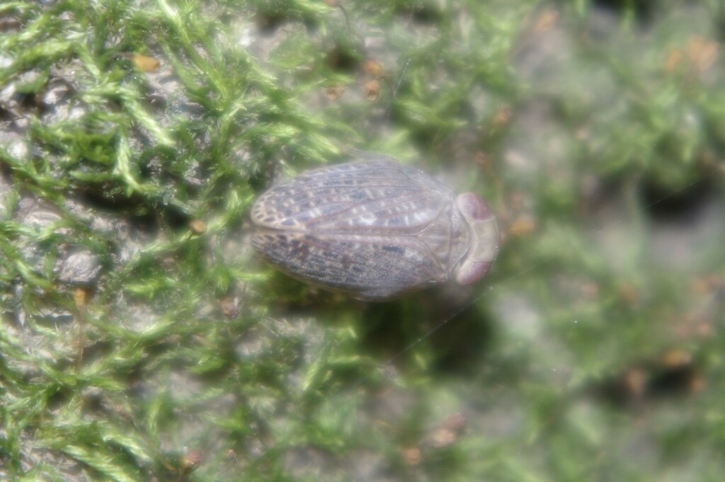 Issid Planthoppers from Maryborough QLD 4650, Australia on April 25 ...