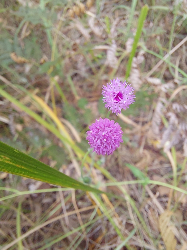 Irish Poet from Brisbane QLD, Australia on April 25, 2024 at 02:03 PM ...