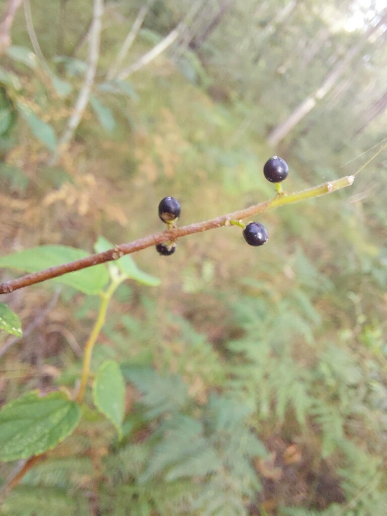 Nettle Tree from Brisbane QLD, Australia on April 25, 2024 at 02:24 PM ...