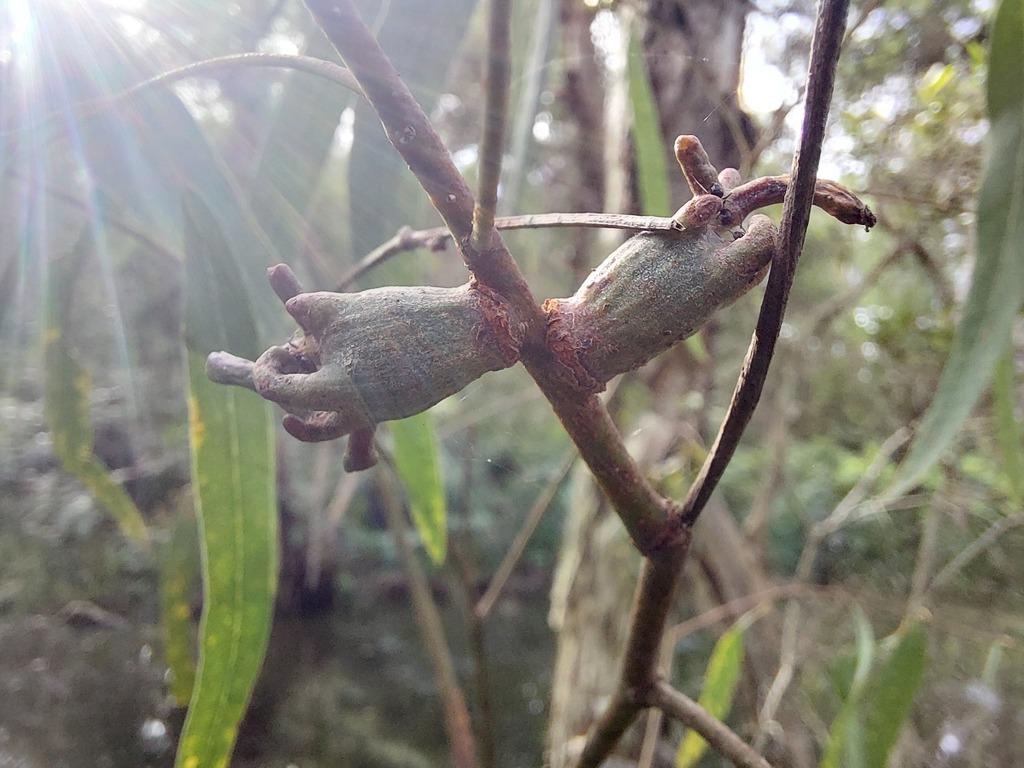 four-winged gall from Brisbane QLD, Australia on April 25, 2024 at 02: ...