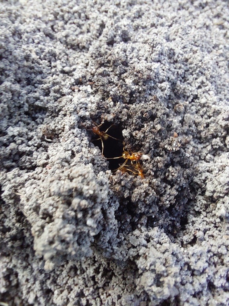 Collared Ants from Brisbane QLD, Australia on April 25, 2024 at 03:20 ...