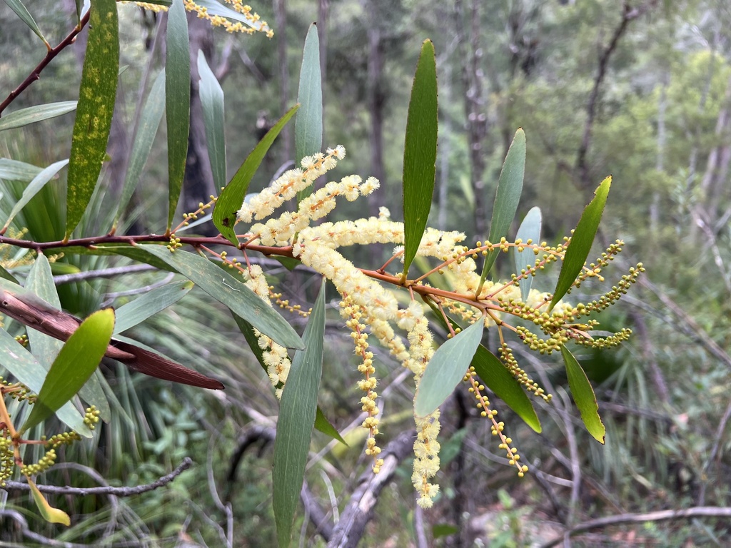 Blunt leaf Wattle from Dharug National Park, Gunderman, NSW, AU on ...