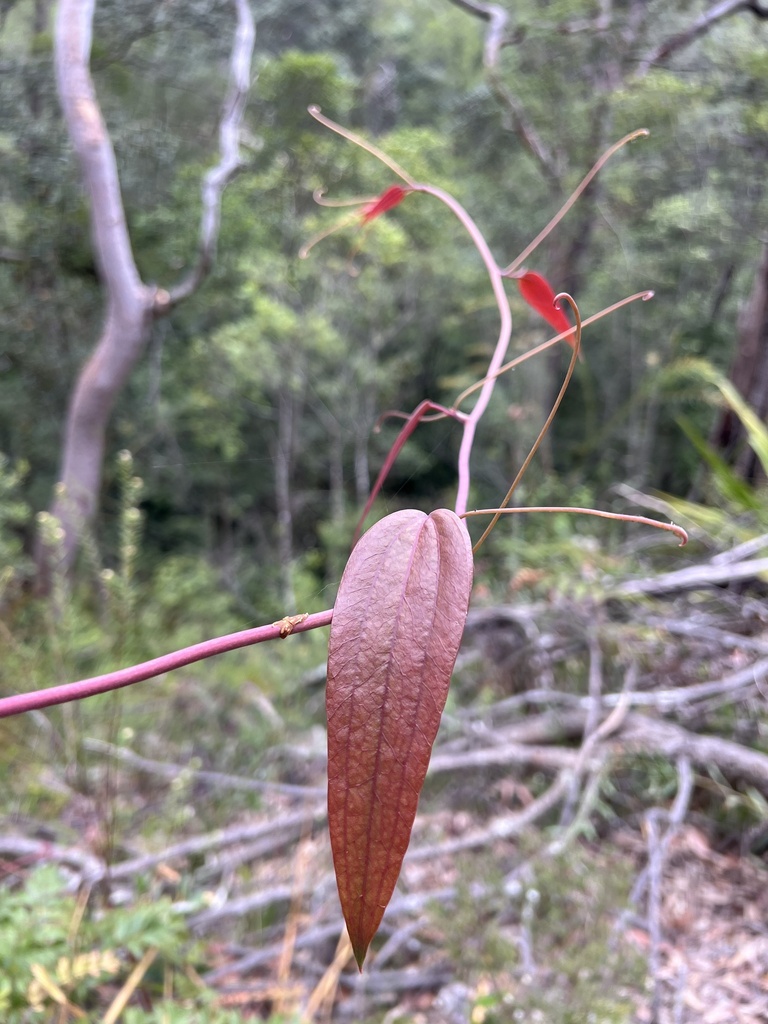 Sweet Sarsaparilla from Dharug National Park, Gunderman, NSW, AU on ...