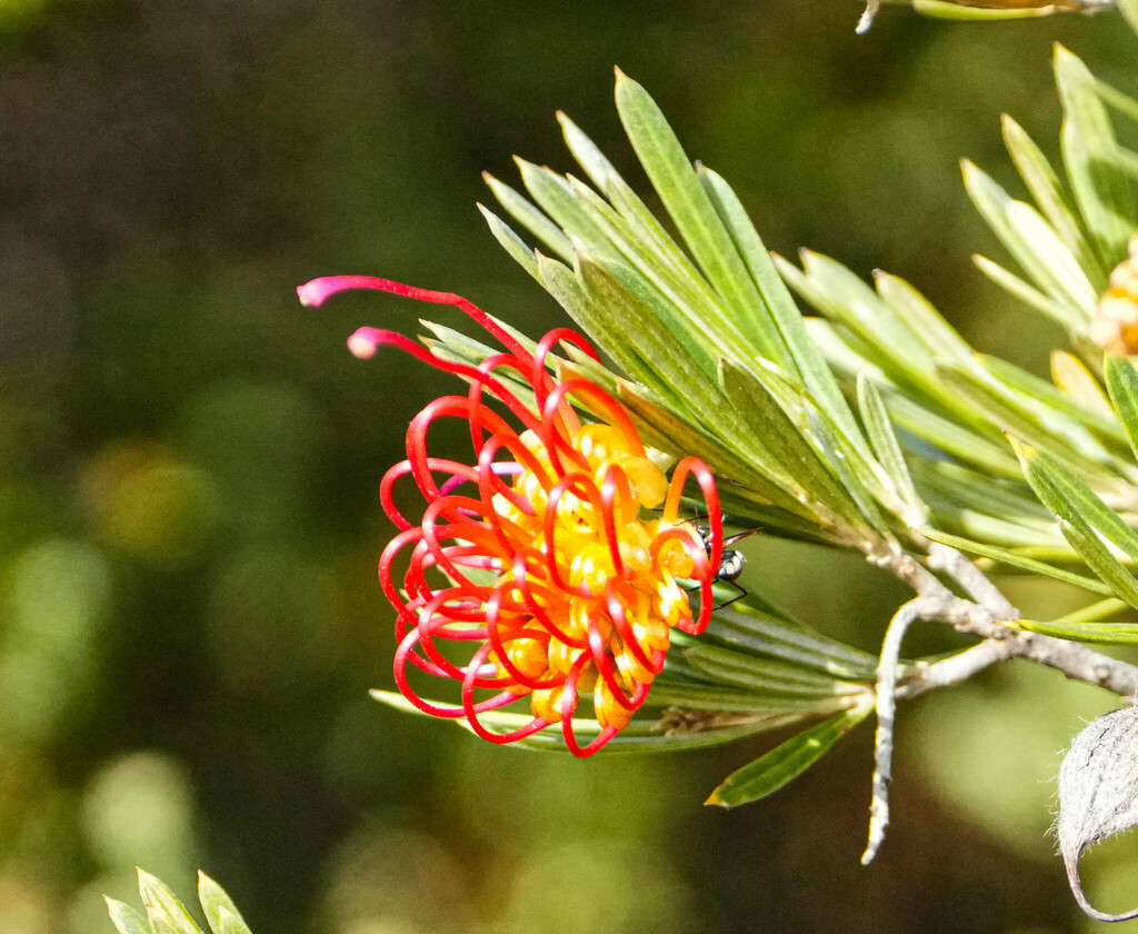 Banksia Masked Bee from Cape Le Grand, AU-WA-ES, AU-WA, AU on April 23 ...