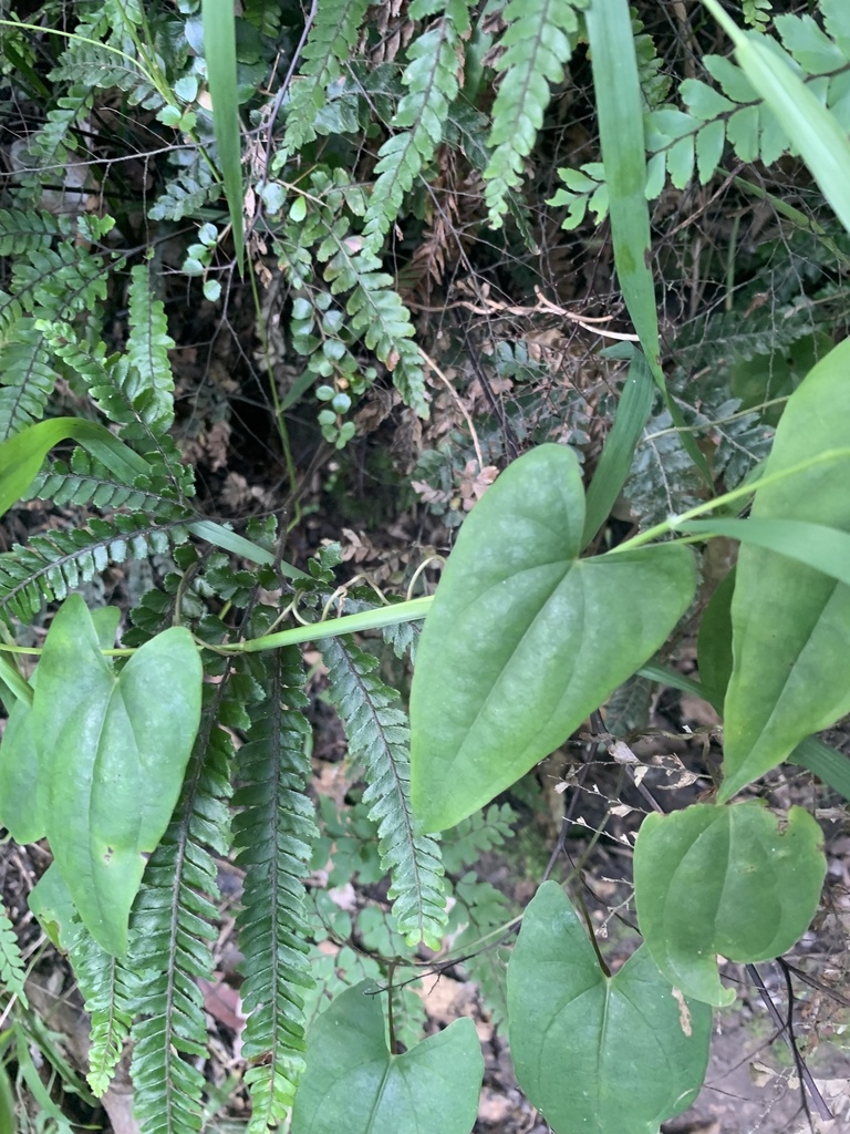 Common Yam Vine from Glenrock State Conservation Area, Merewether, NSW, AU on April 25, 2024 at ...