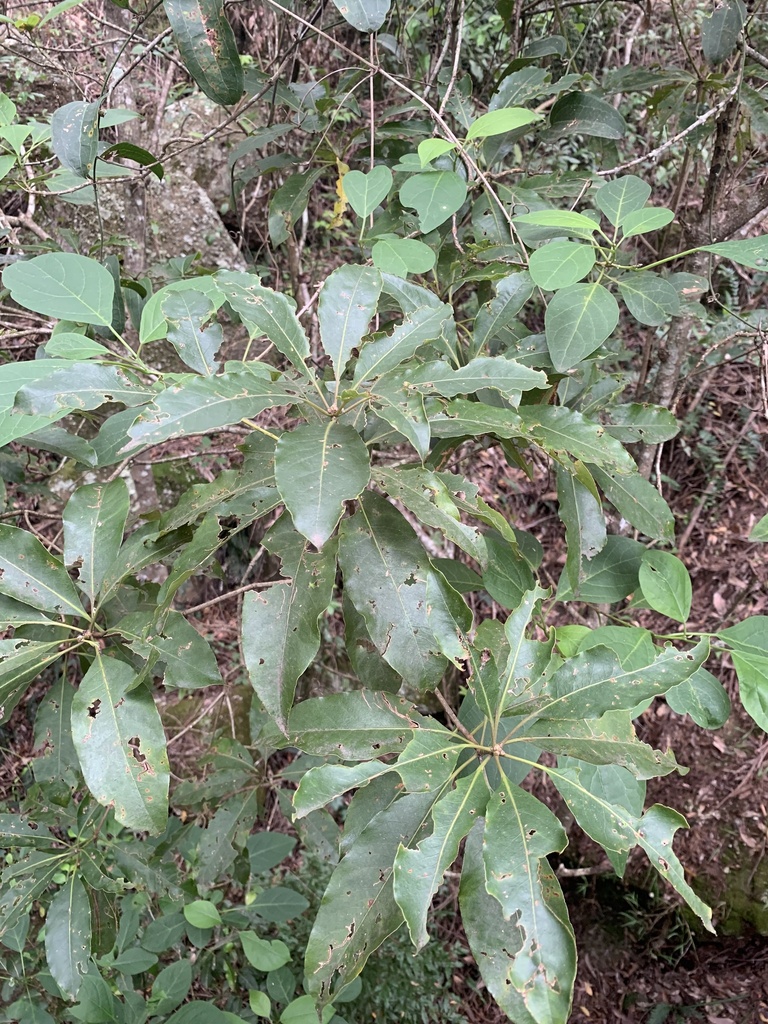 Australian Cheesewood from Glenrock State Conservation Area, Whitebridge, NSW, AU on April 25 ...