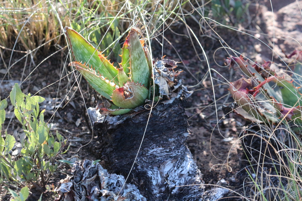 Highveld Spotted Aloe from Carletonville, 2499, South Africa on April ...