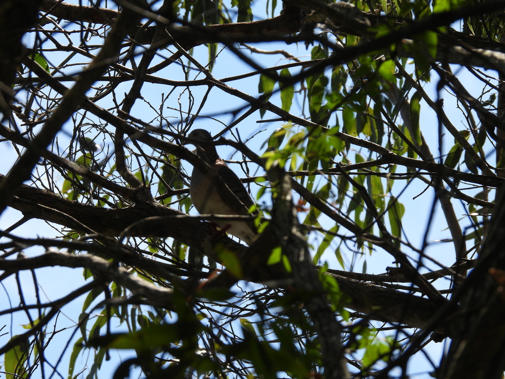 Bar-shouldered Dove from Sandy Camp Road Wetlands Reserve, Sandy Camp ...