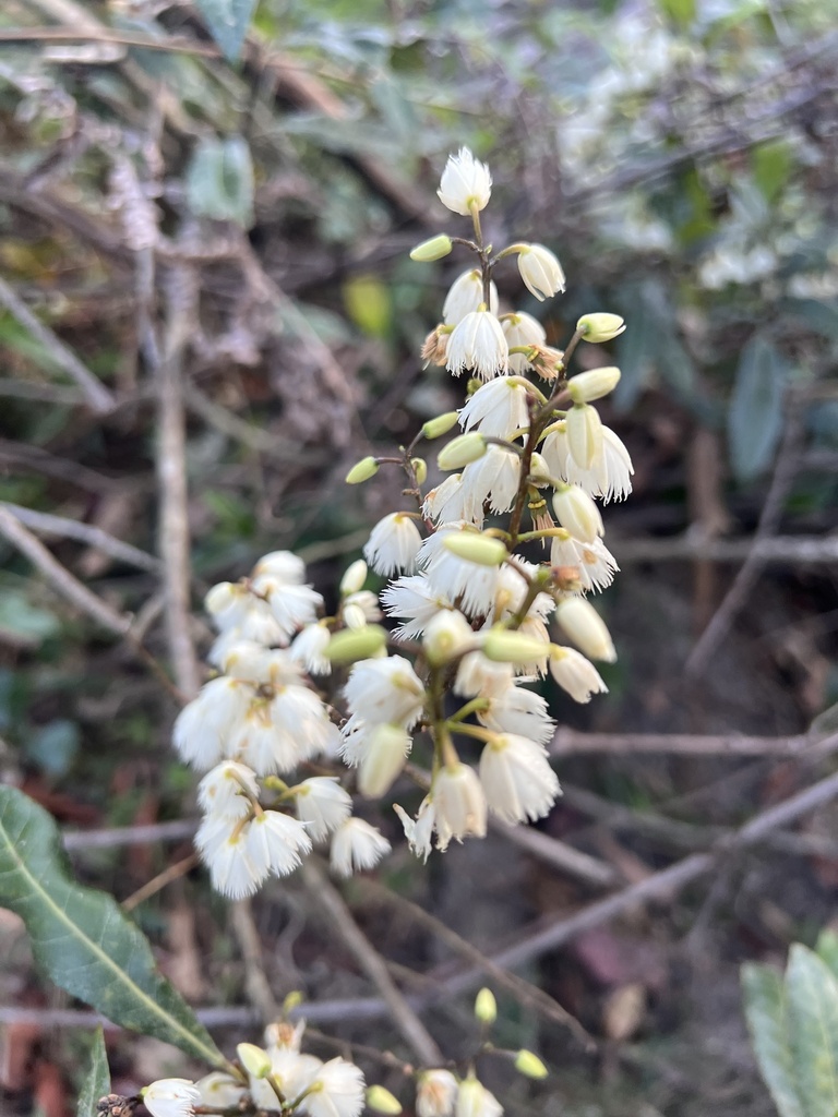 Blueberry ash from Dharug National Park, Gunderman, NSW, AU on November ...