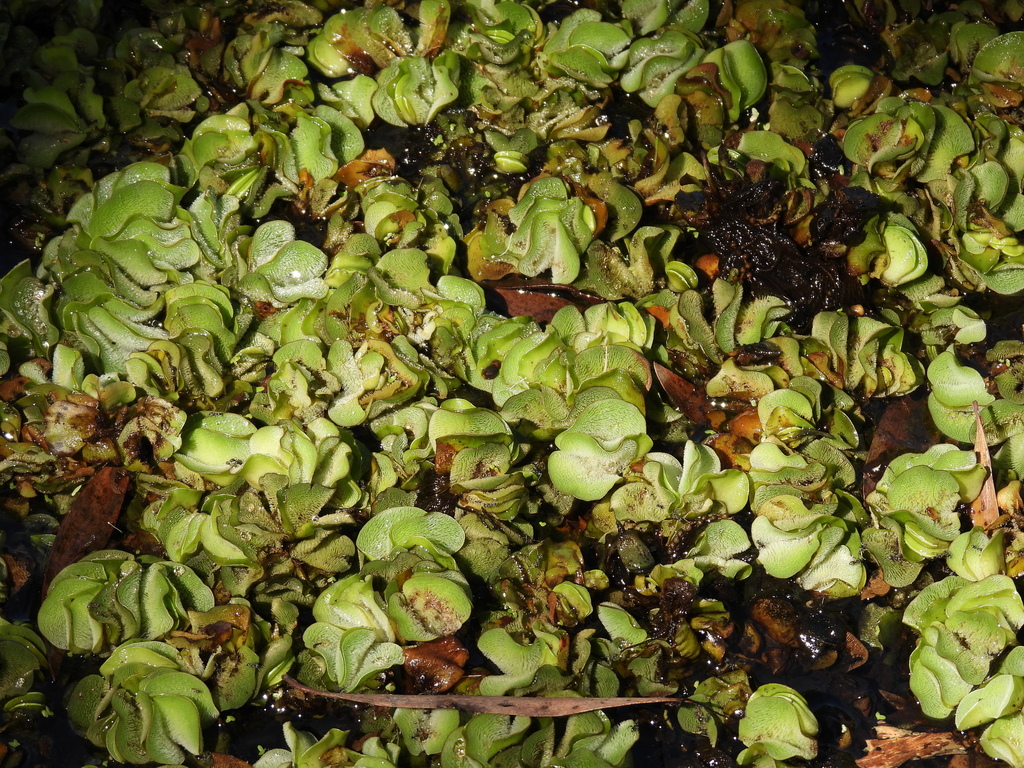 Giant Salvinia from Sandy Camp Road Wetlands Reserve, Sandy Camp Rd ...