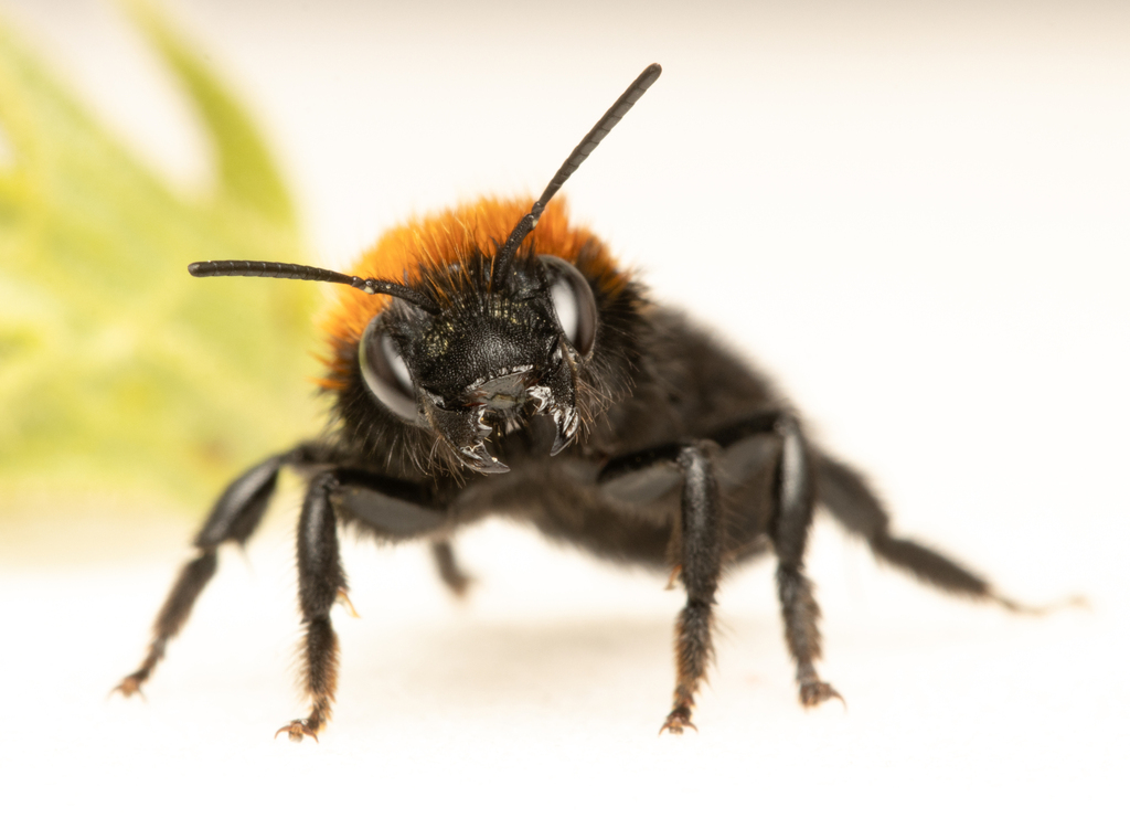 Osmia longula from Chelan County, WA, USA on April 20, 2024 at 02:32 PM ...