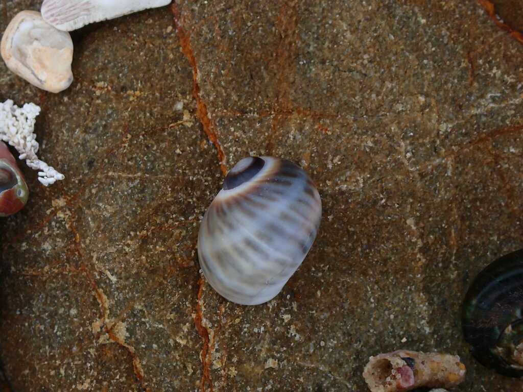 Spotted Sand Shell from Minnie Water NSW 2462, Australia on April 25 ...