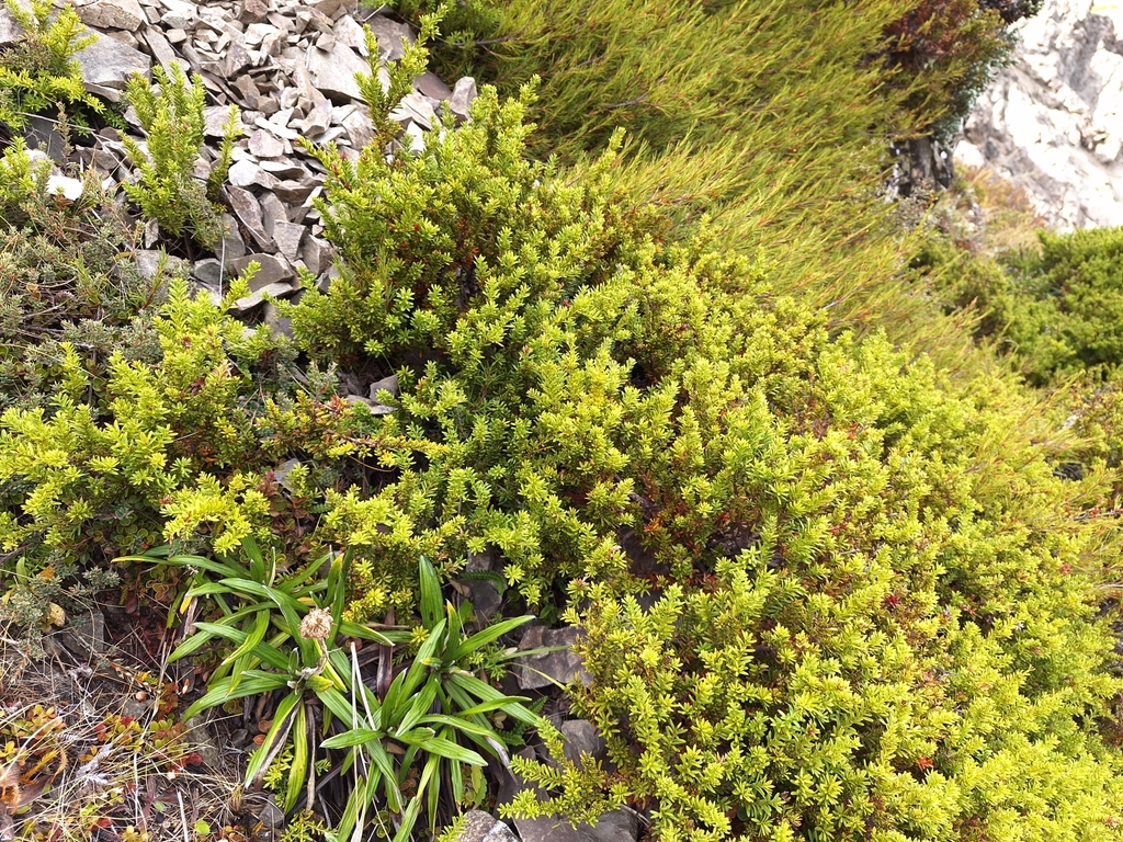 snow totara from Awatere Valley 7274, New Zealand on April 17, 2024 at ...