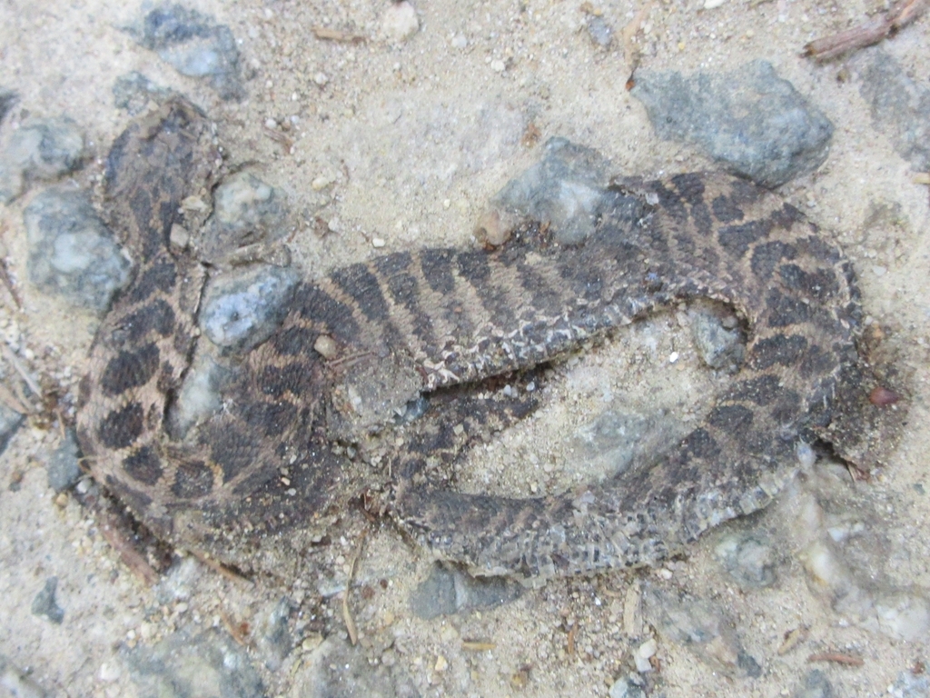 Central Asian Pitviper from 흑성산 on April 25, 2024 by onidiras ...