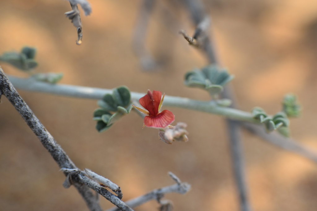Indigofera intricata from Bin Rasheed - Sharjah - Emirati Arabi Uniti ...