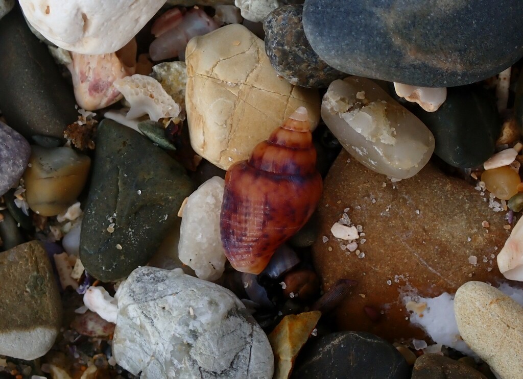 Dotted Dove Shell from Minnie Water NSW 2462, Australia on April 25 ...