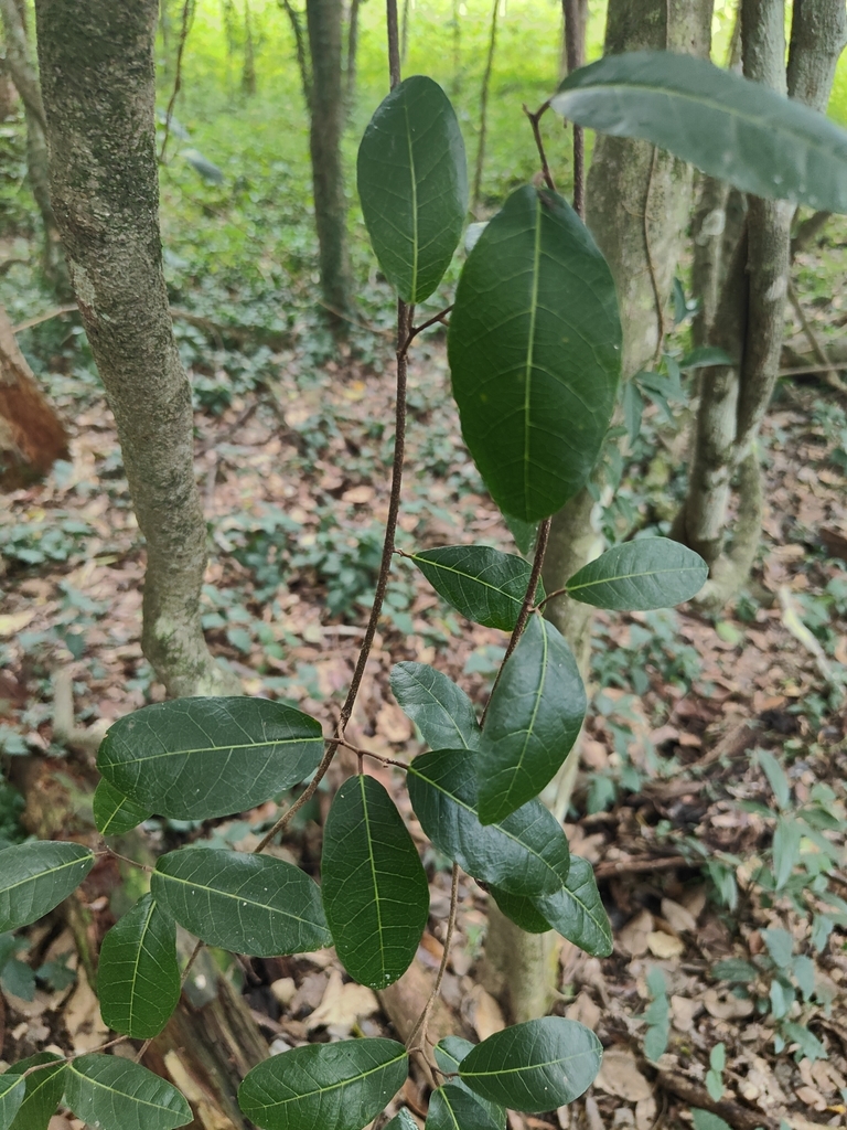 Burnie Vine from Gindoran QLD 4676, Australia on April 25, 2024 at 11: ...