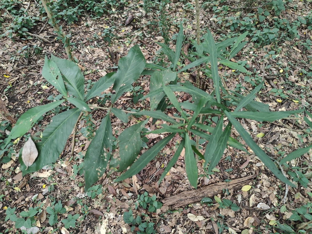 narrow-leaved gardenia from Gindoran QLD 4676, Australia on April 25 ...