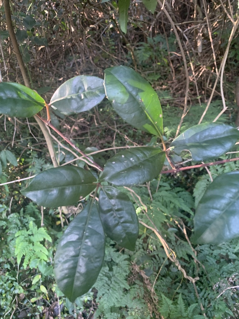 Native Grape from Glenrock State Conservation Area, Merewether, NSW, AU on April 25, 2024 at 03: ...