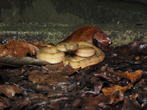 Elegant pitviper (Protobothrops elegans) - Snakes and Lizards