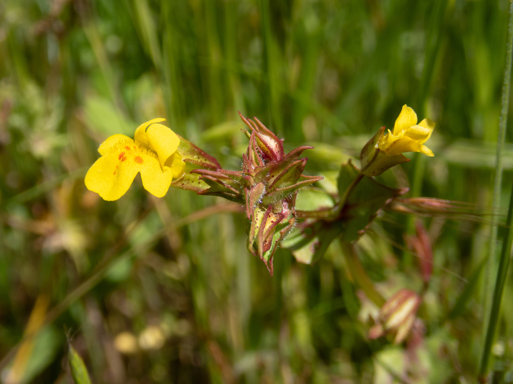 shy monkeyflower from Santa Clara County, CA, USA on April 18, 2024 at ...