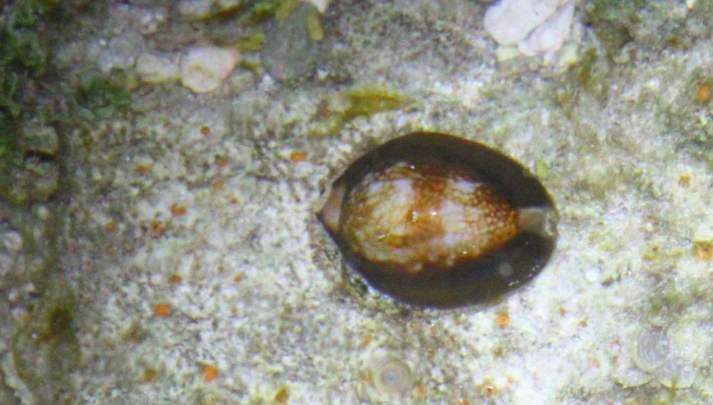 Snakehead Cowrie from Diego Garcia, BBND 1ZZ, British Indian Ocean ...