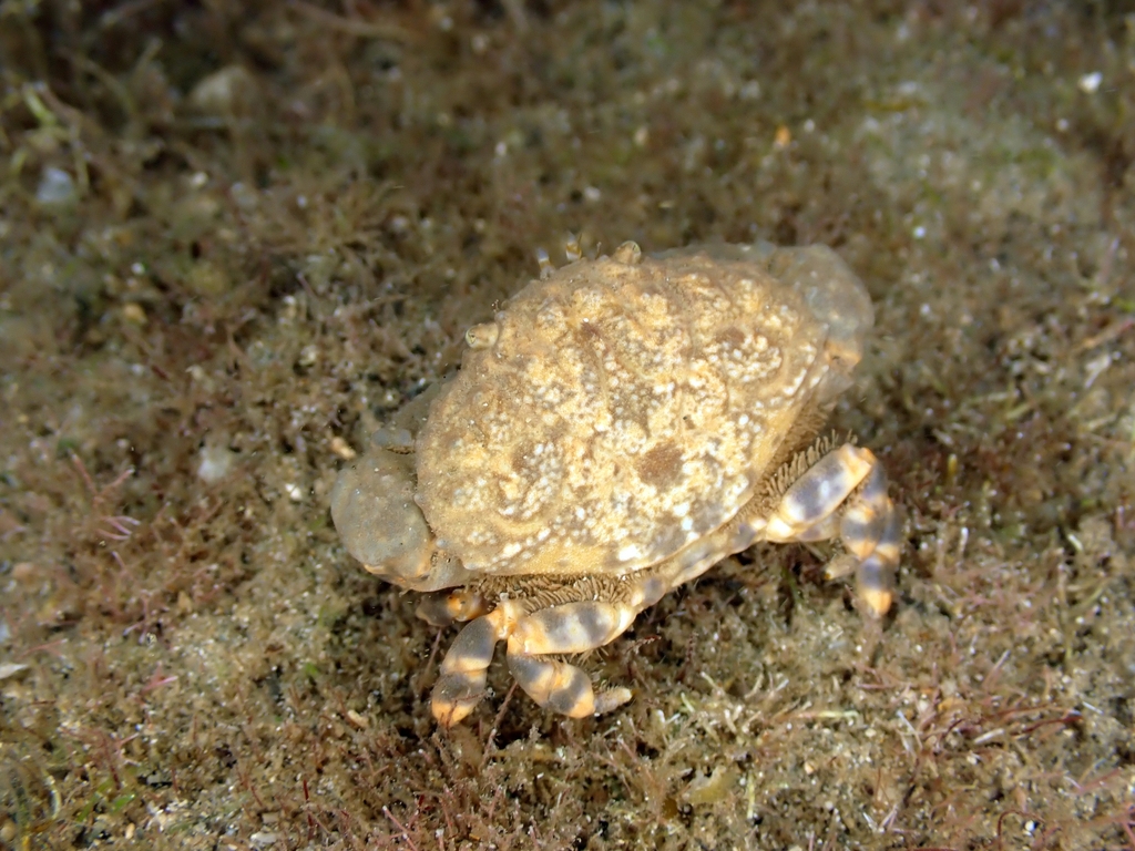 Macromedaeus crassimanus from Touho, Nouvelle-Calédonie on April 25 ...