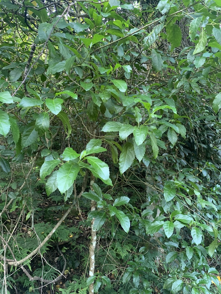 Claoxylon australe from Glenrock State Conservation Area, Merewether, NSW, AU on April 25, 2024 ...