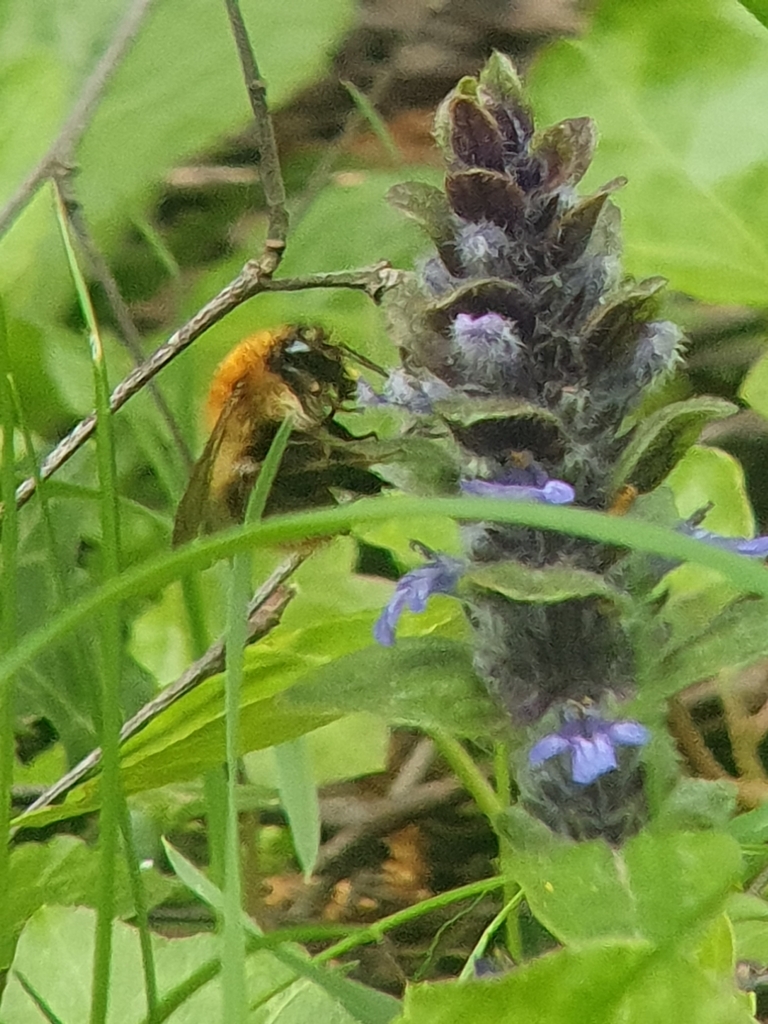 Common Carder Bumble Bee from South Gloucestershire, England, GB on ...