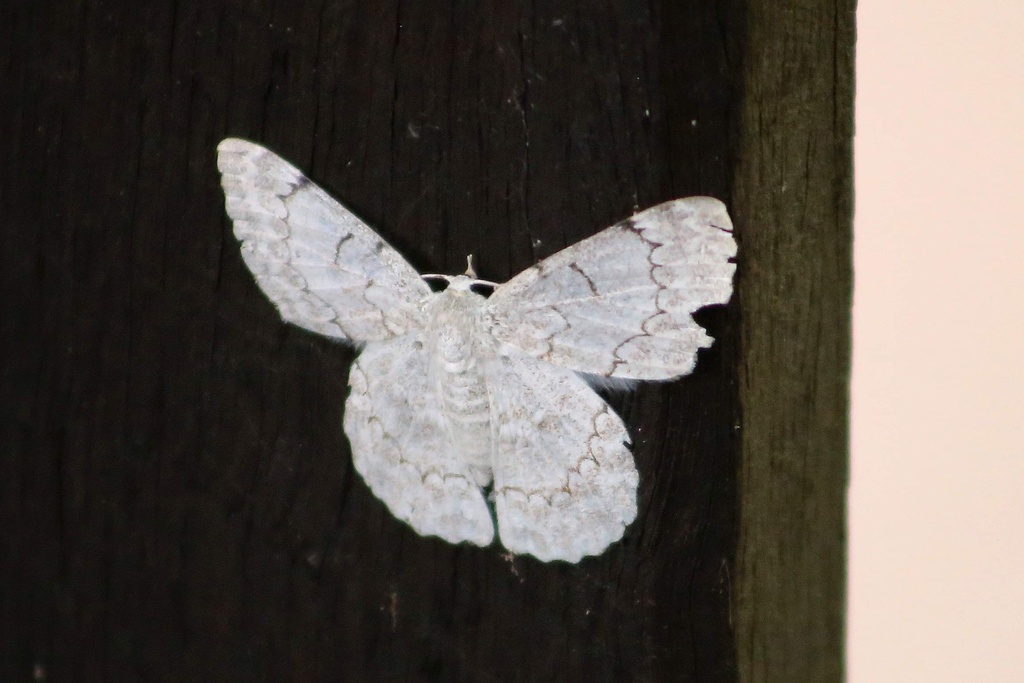 White Looper Moth from Tondoon Botanic Gardens, Glen Eden, QLD, AU on ...