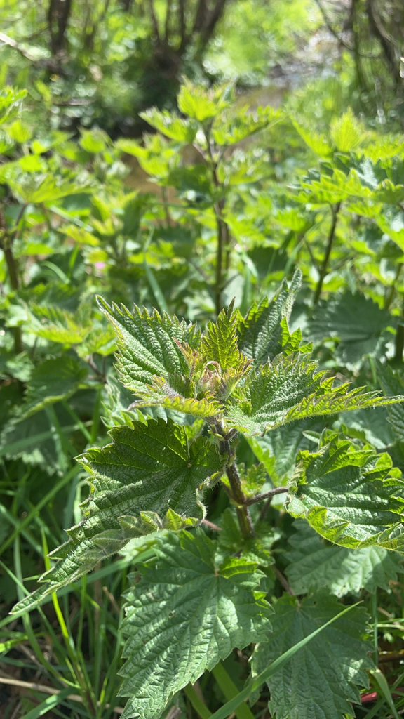 great stinging nettle from Bedford on April 25, 2024 at 12:15 PM by ...