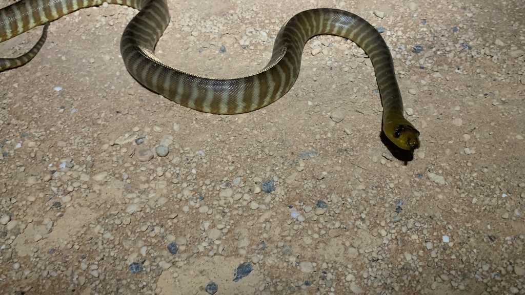 Woma Python in April 2024 by allira89 · iNaturalist