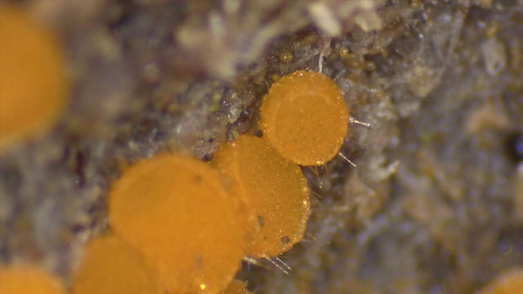 Cheilymenia raripila from City of Mitcham, Brown Hill Creek, SA, AU on ...