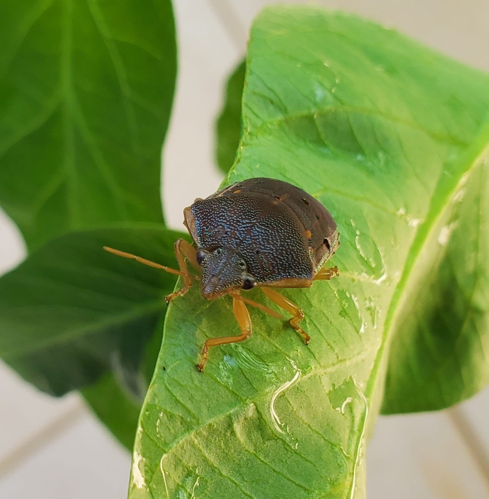Coleotichus excellens from Middle Point NT 0822, Australia on April 20 ...