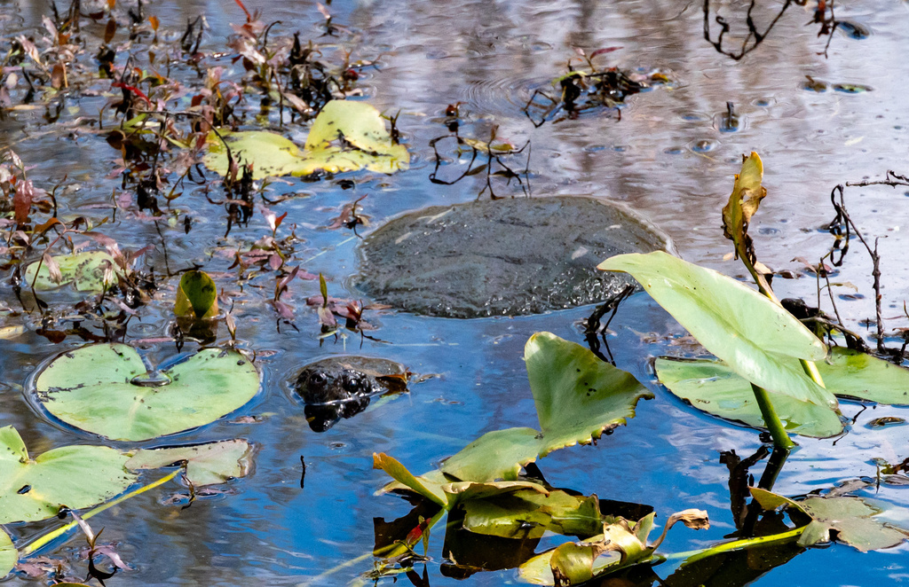 Common Snapping Turtle from Great Swamp National Wildlife Refuge ...