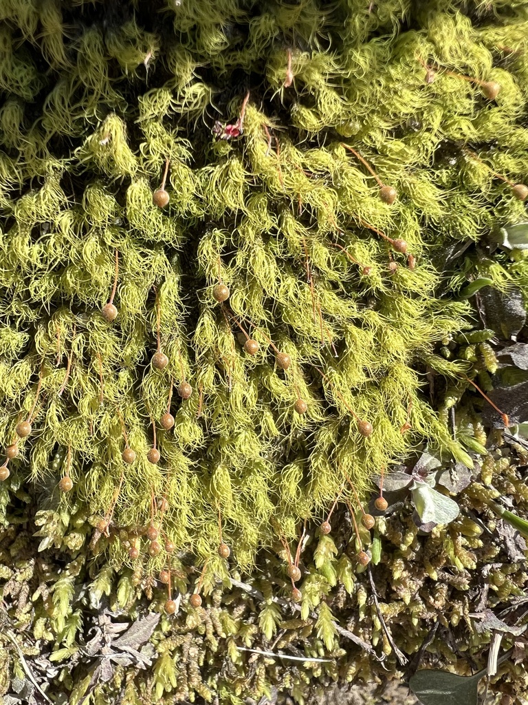 Common Apple-moss in April 2024 by gpalermo. Growing on soil over stone ...
