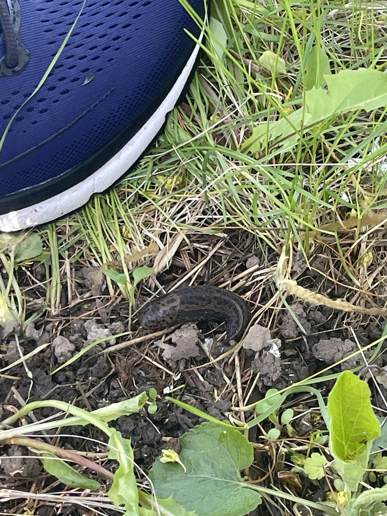 Leopard Slug from SUNY Geneseo, Geneseo, NY, US on April 25, 2024 at 09 ...