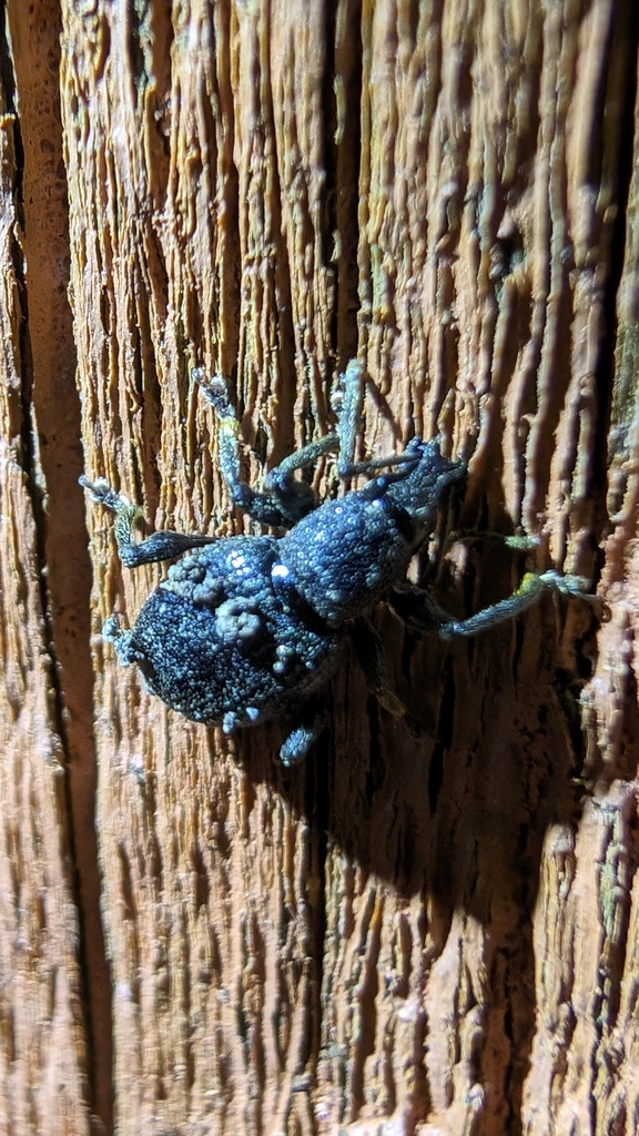 Lilac Root Weevil from Old Farm District, Bend, OR 97702, USA on April ...
