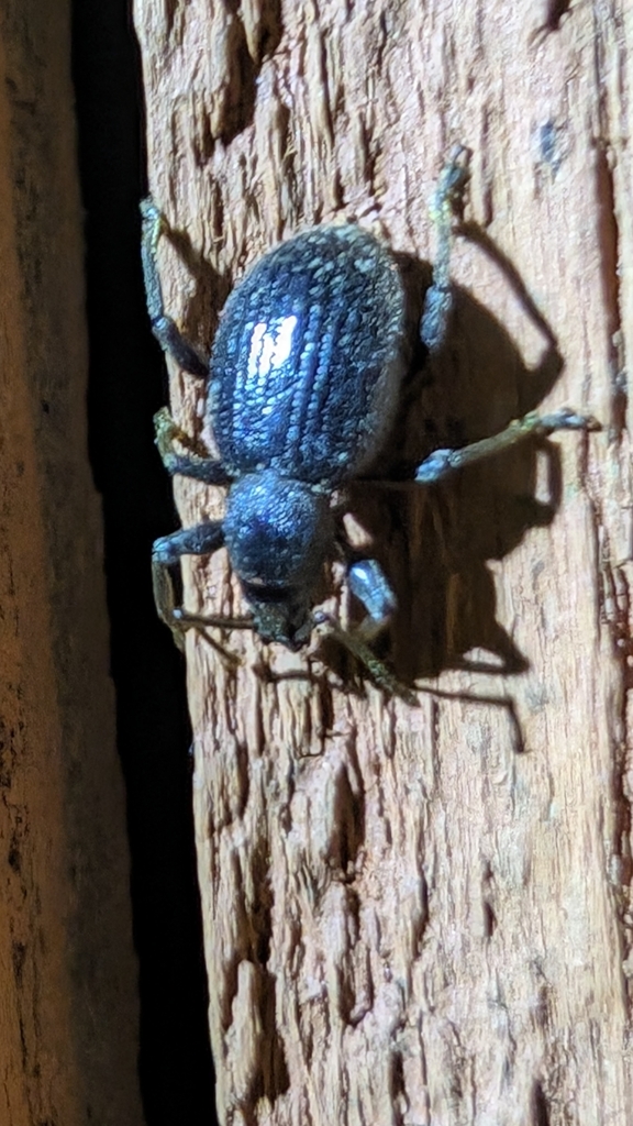 Lilac Root Weevil from Old Farm District, Bend, OR 97702, USA on April ...