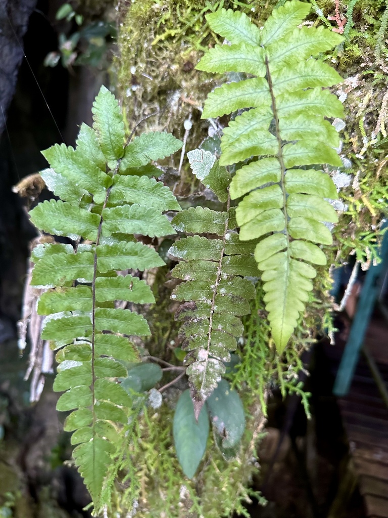 Maiden Ferns from 姆祿山國家公園, Pusat Mel Miri, 砂拉越, MY on April 9, 2024 at ...