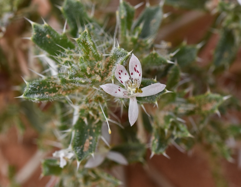Schott's calico from Red Rock Canyon National Conservation Area, NV on ...