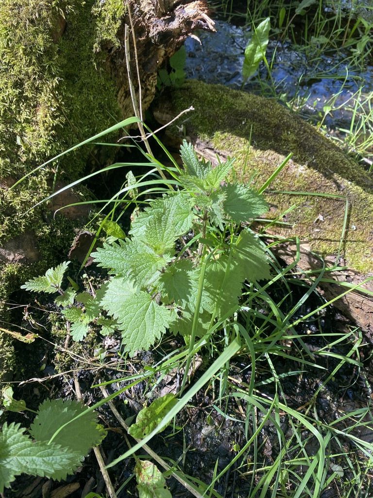 great stinging nettle from Askham Bryan, York, England, GB on April 25 ...