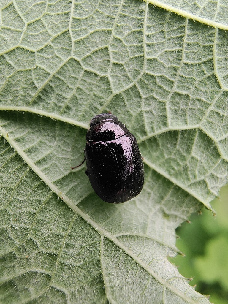 Apogonia from Yichun, CN-JX, CN on April 25, 2024 at 11:35 AM by ...