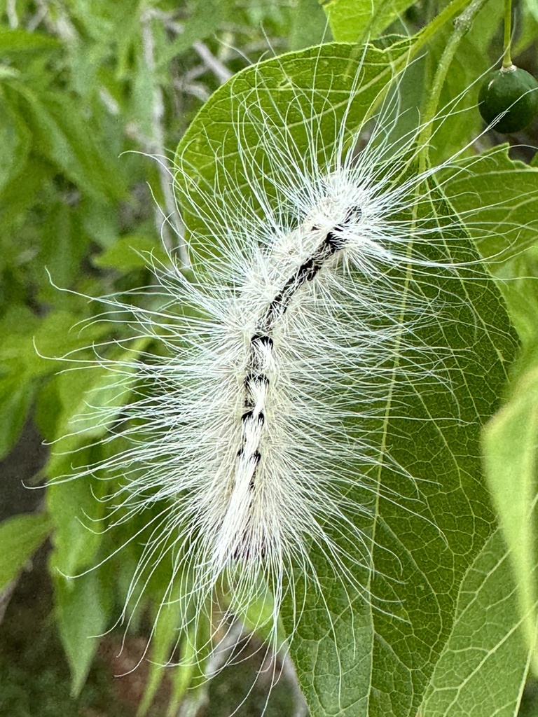 Hackberry Dagger from Lady Bird Johnson Municipal Park, Fredericksburg ...