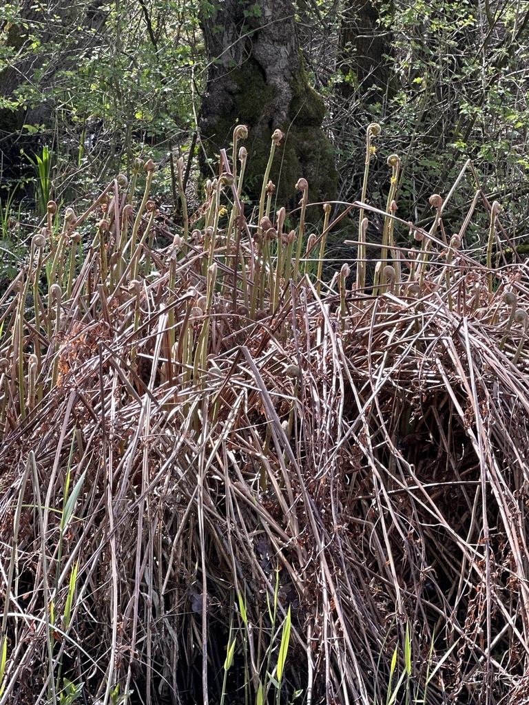 European royal fern from Askham Bryan, York, England, GB on April 25 ...