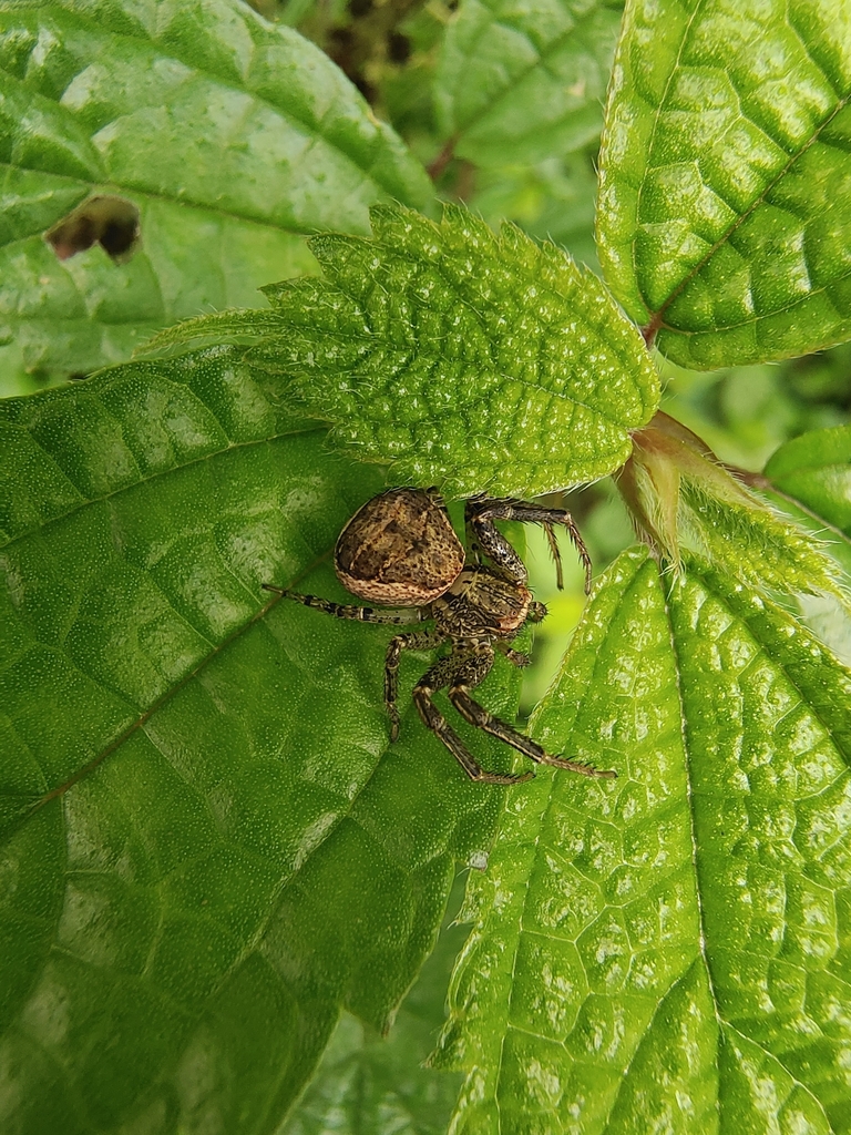 Common Crab Spider from Yichun, CN-JX, CN on April 25, 2024 at 10:54 AM ...