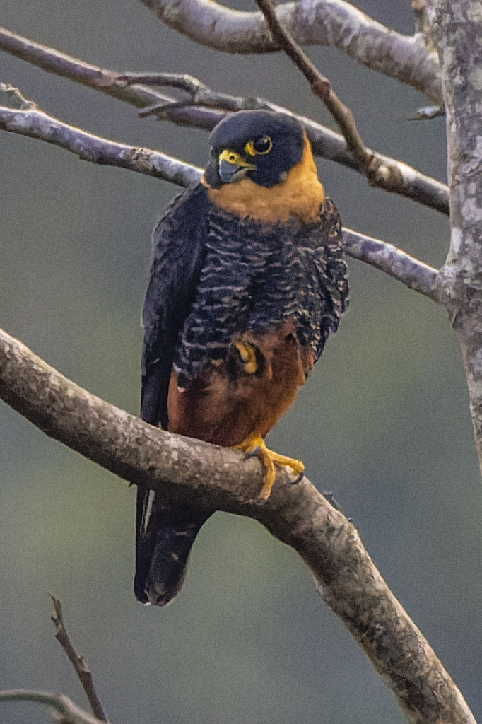Bat Falcon from Caracolí, Antioquia, Colombia on March 19, 2022 at 05: ...