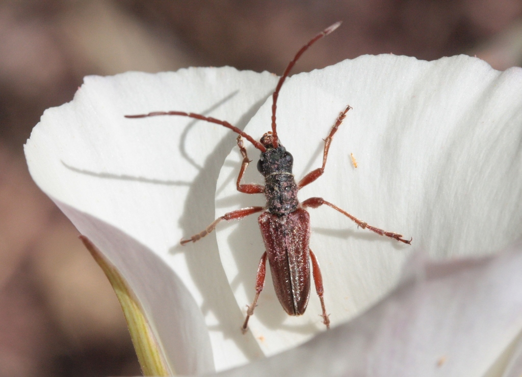 Stenocorus vestitus from Cozy Dell Trail, Ventura Co., US-CA, US on May ...