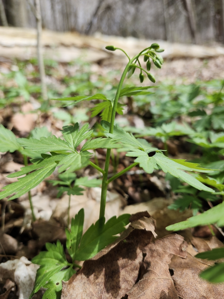 large toothwort in April 2024 by Samuel Brinker · iNaturalist