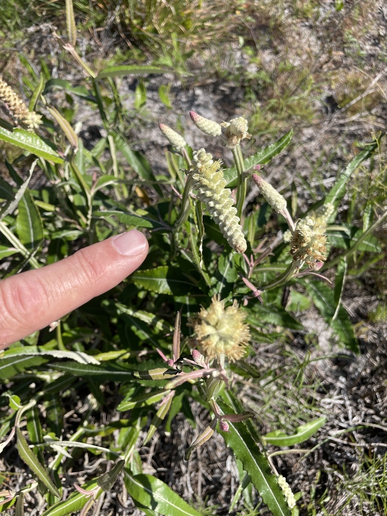 Dense-spike Blackroot from Jordan Scrub Scanctuary Trail, Malabar, FL ...